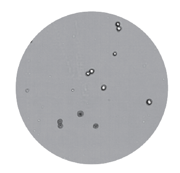 How to correctly focus cells using EVE series – NanoEntek Help Center